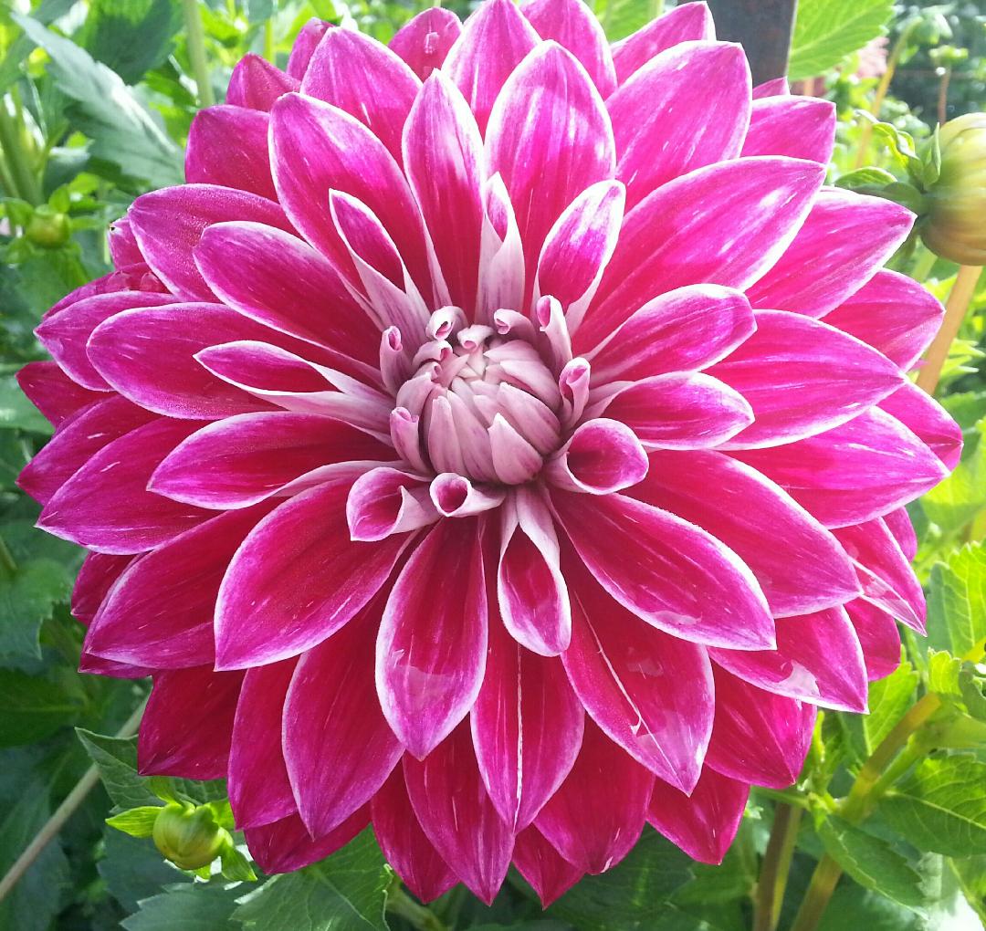 Bradley Aaron Delightful Dahlias Opening Dec 1 2025 6 30pm Pacific Bradley Aaron Delightful Dahlias Opening Dec 1 2025 6 30pm Pacific