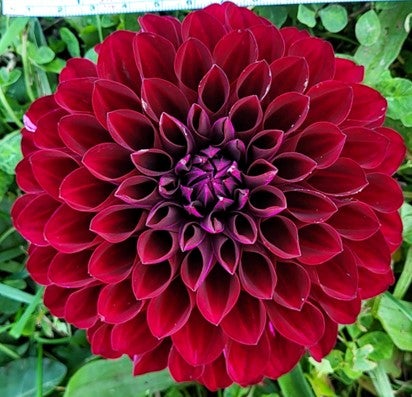 Nighty Night | Delightful Dahlias Accepting orders for 2026.