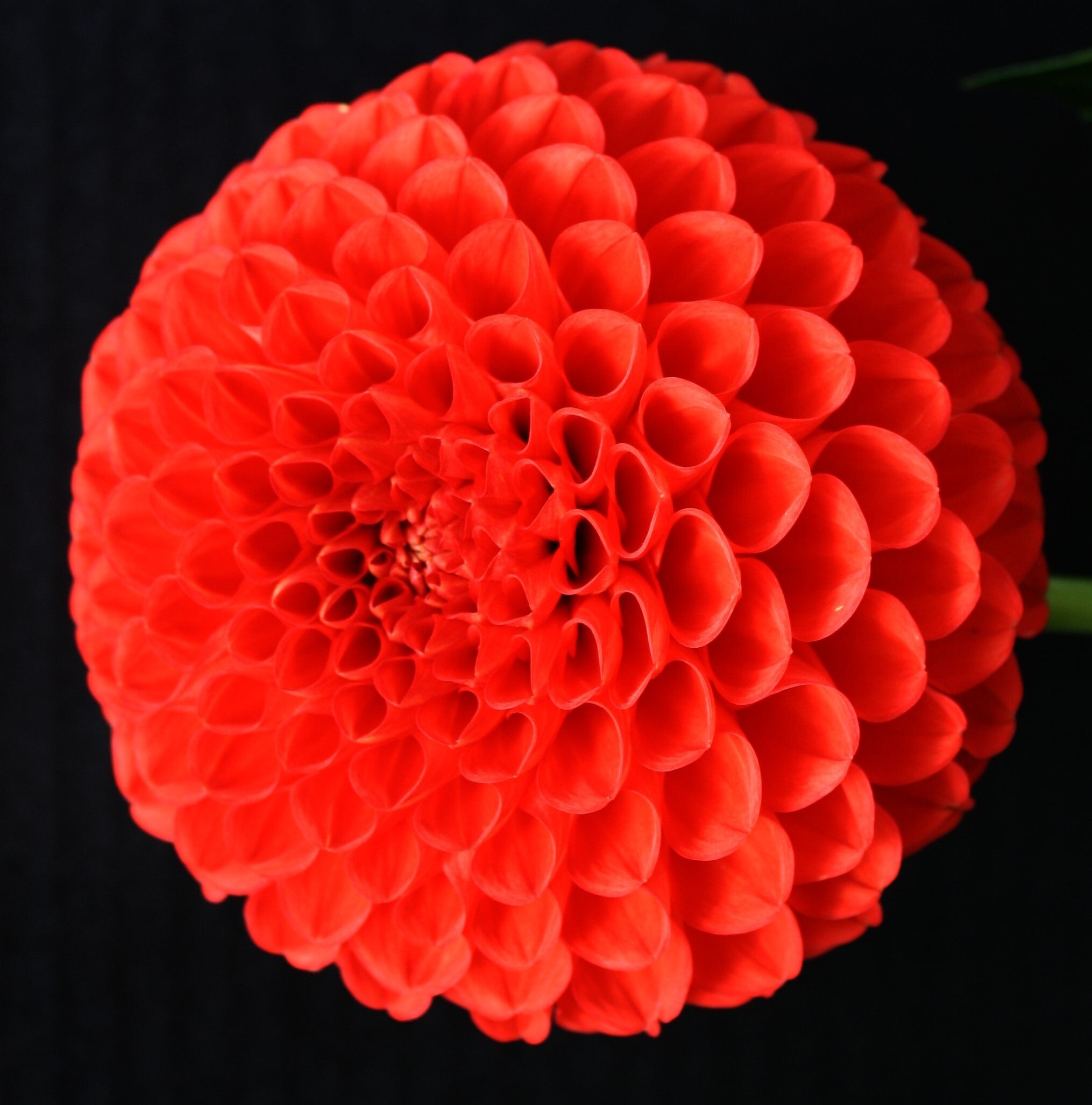 AC Angry Bird | Delightful Dahlias Opening Dec 4th @ 6:30pm Pacific Time