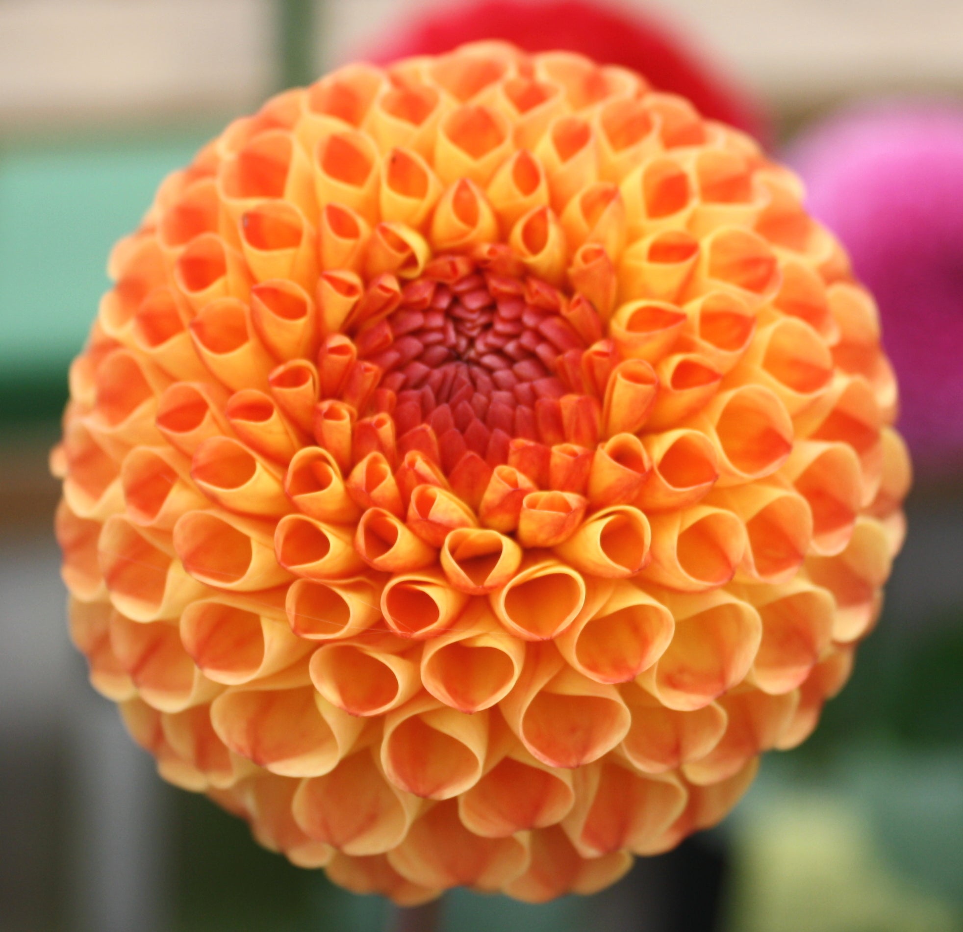 Ms Kennedy | Delightful Dahlias Opening Dec 4th @ 6:30pm Pacific Time