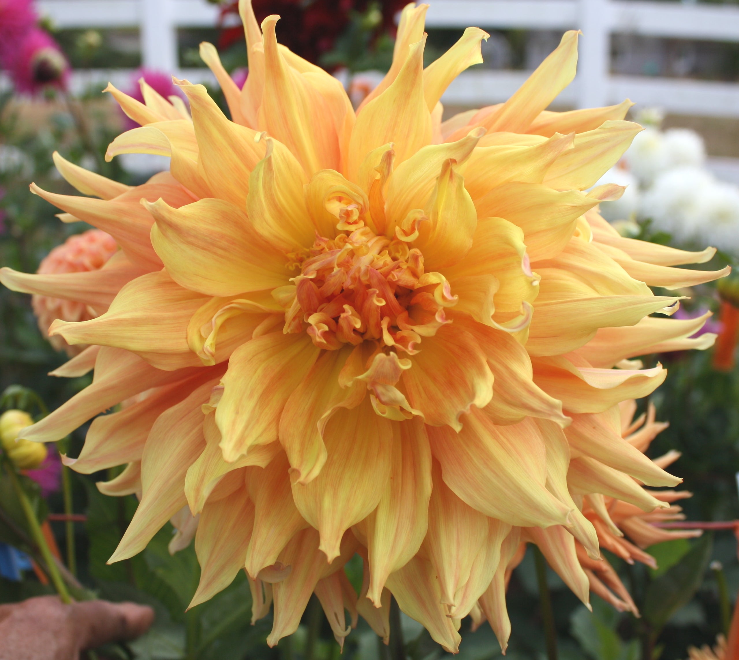 Wyn's Aspen Glow | Delightful Dahlias Closed to prepare for order fulfillment. Shipping to begin ...