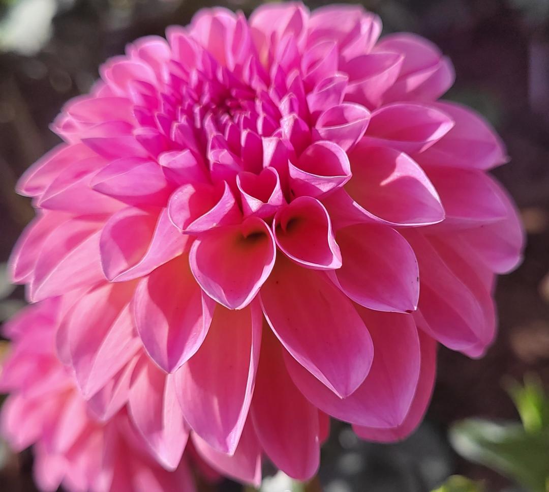 Esli | Delightful Dahlias Final call! If you’re eyeing those dahlia ...