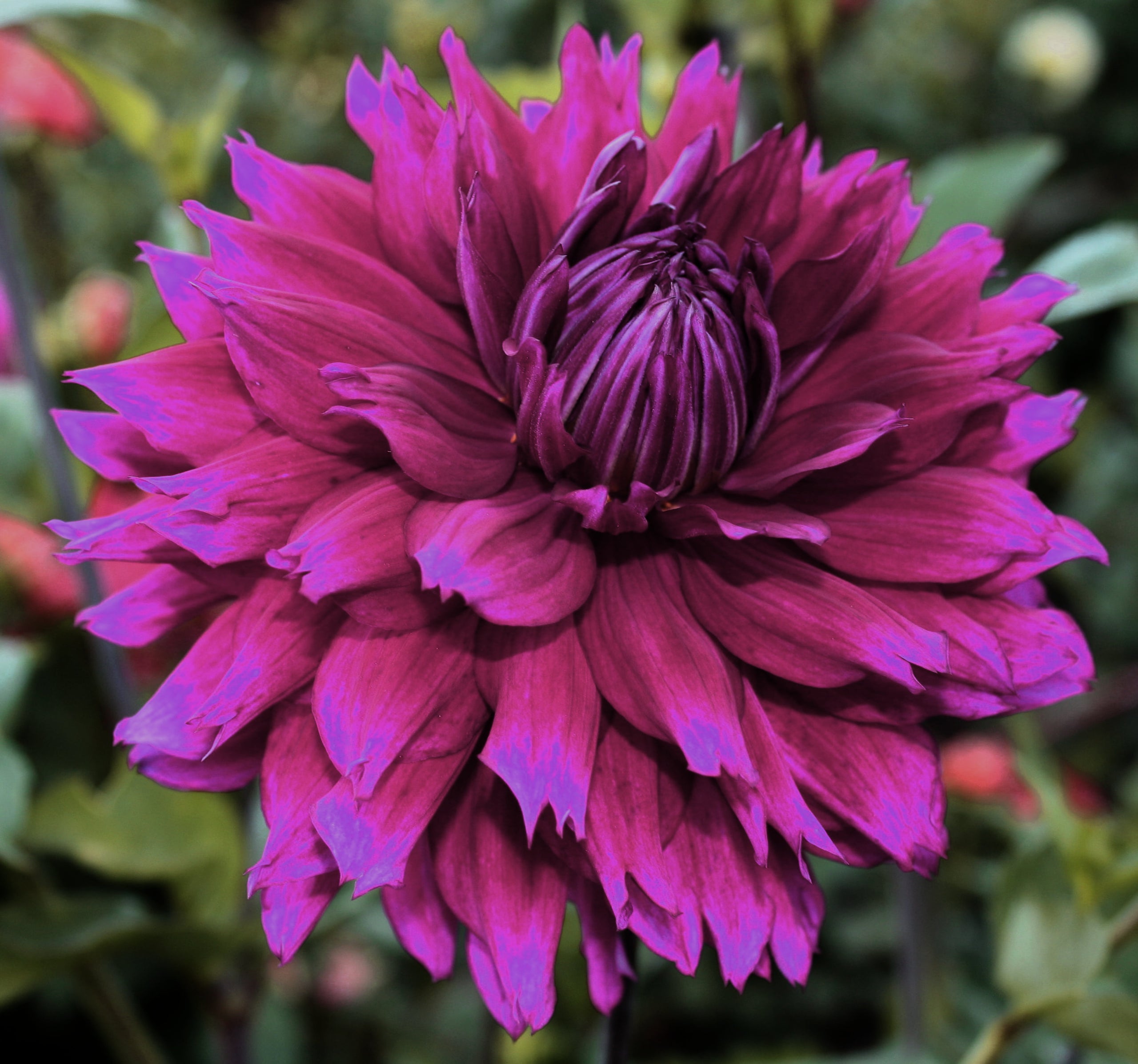 Jennifer s Wedding Delightful Dahlias Thank You For Your Business We jennifer-s-wedding-delightful-dahlias-thank-you-for-your-business-we