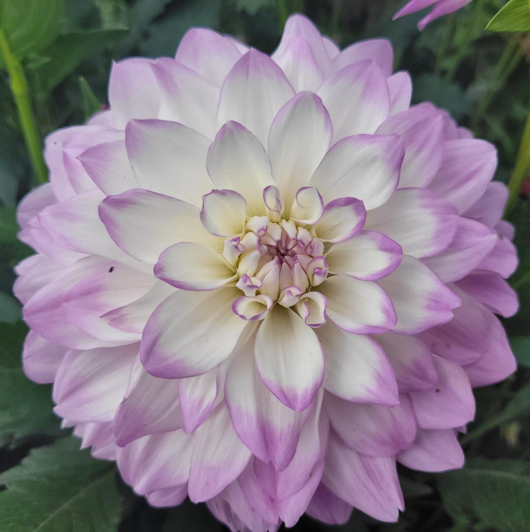 Mikayla Miranda Delightful Dahlias Opening Dec 4th 6 30pm Pacific Time Mikayla Miranda Delightful Dahlias Opening Dec 4th 6 30pm Pacific Time
