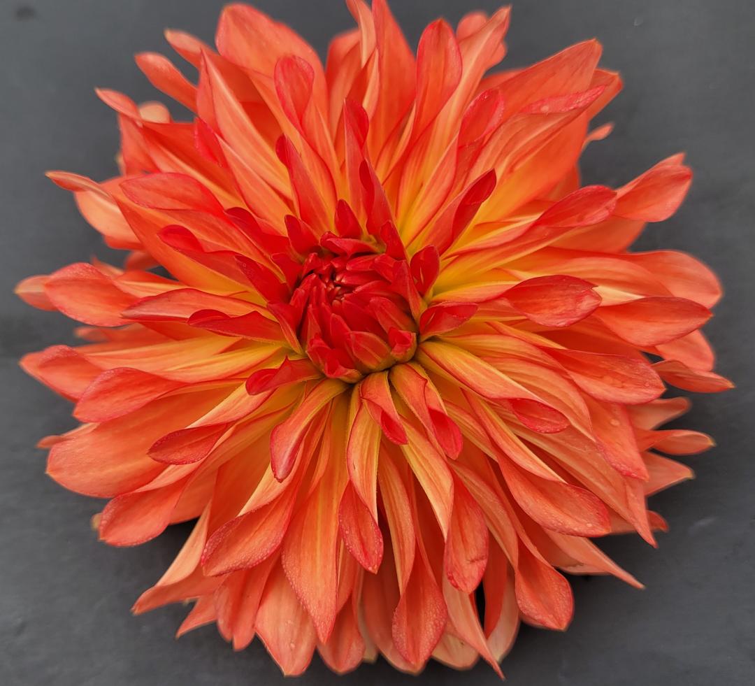baron-katie-delightful-dahlias-opening-dec-4th-6-30pm-pacific-time
