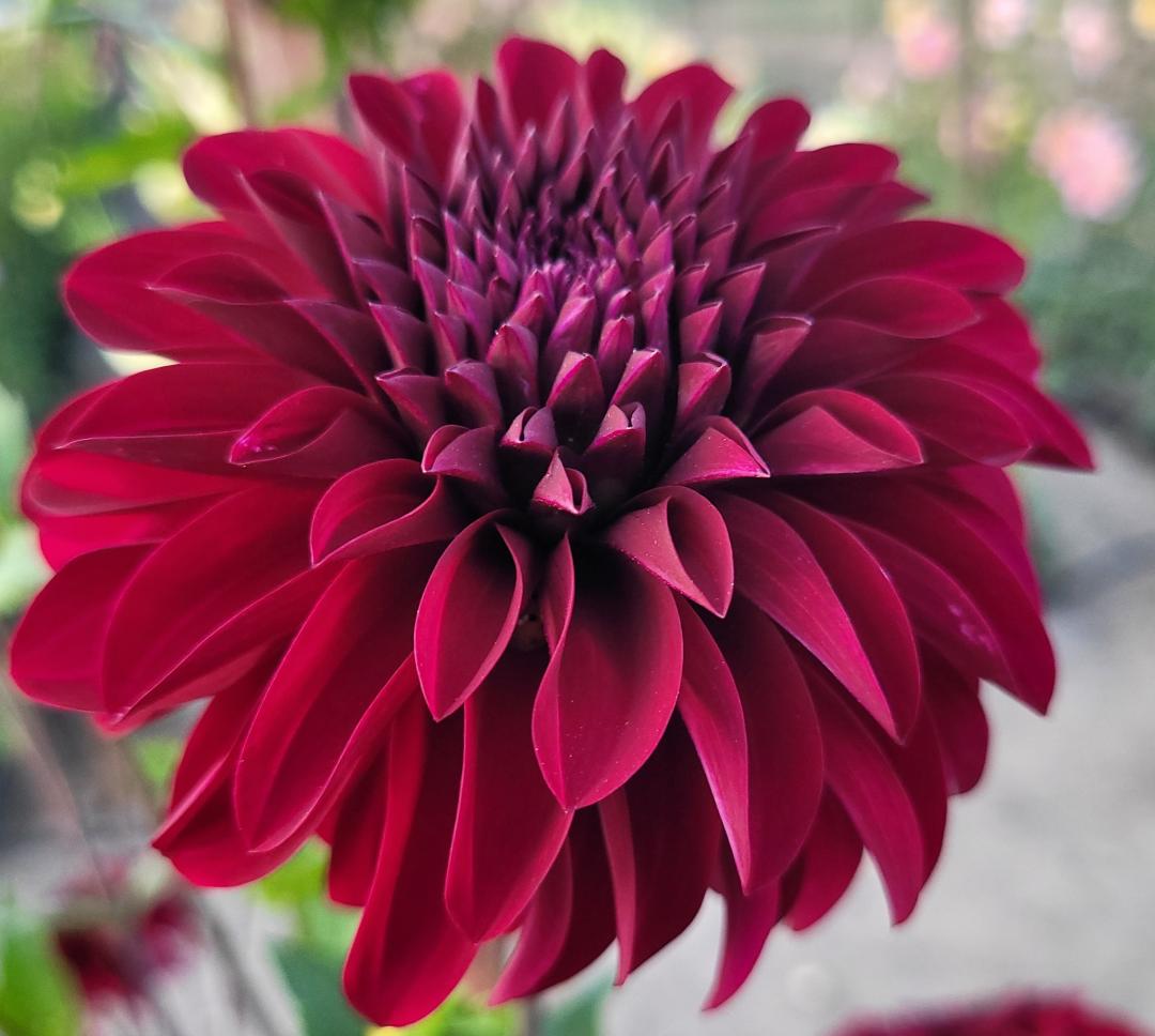 Woodland's Merinda | Delightful Dahlias Opening Dec 4th @ 6:30pm ...
