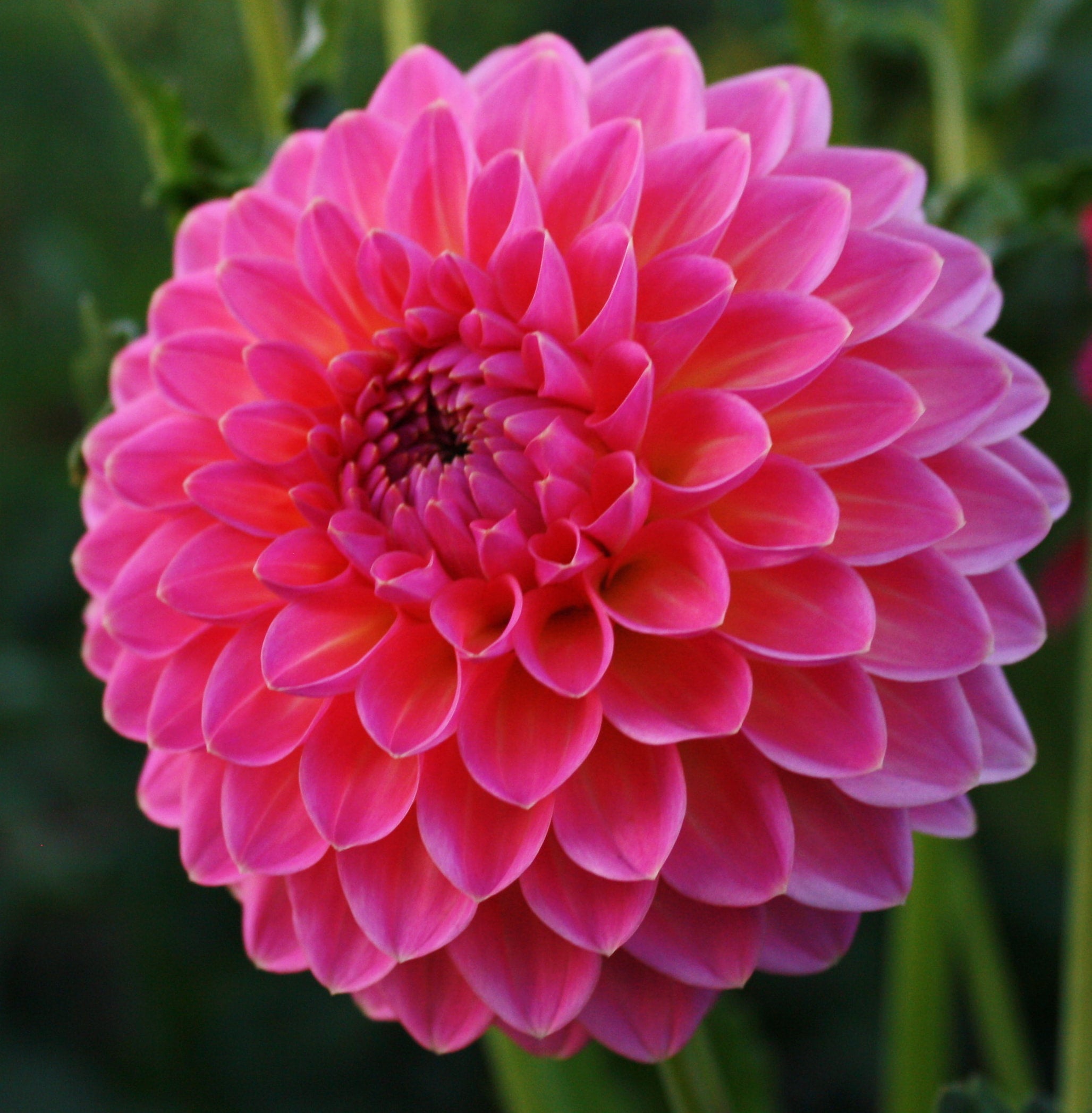 Pink Suffusion | Delightful Dahlias Closed to prepare for order ...