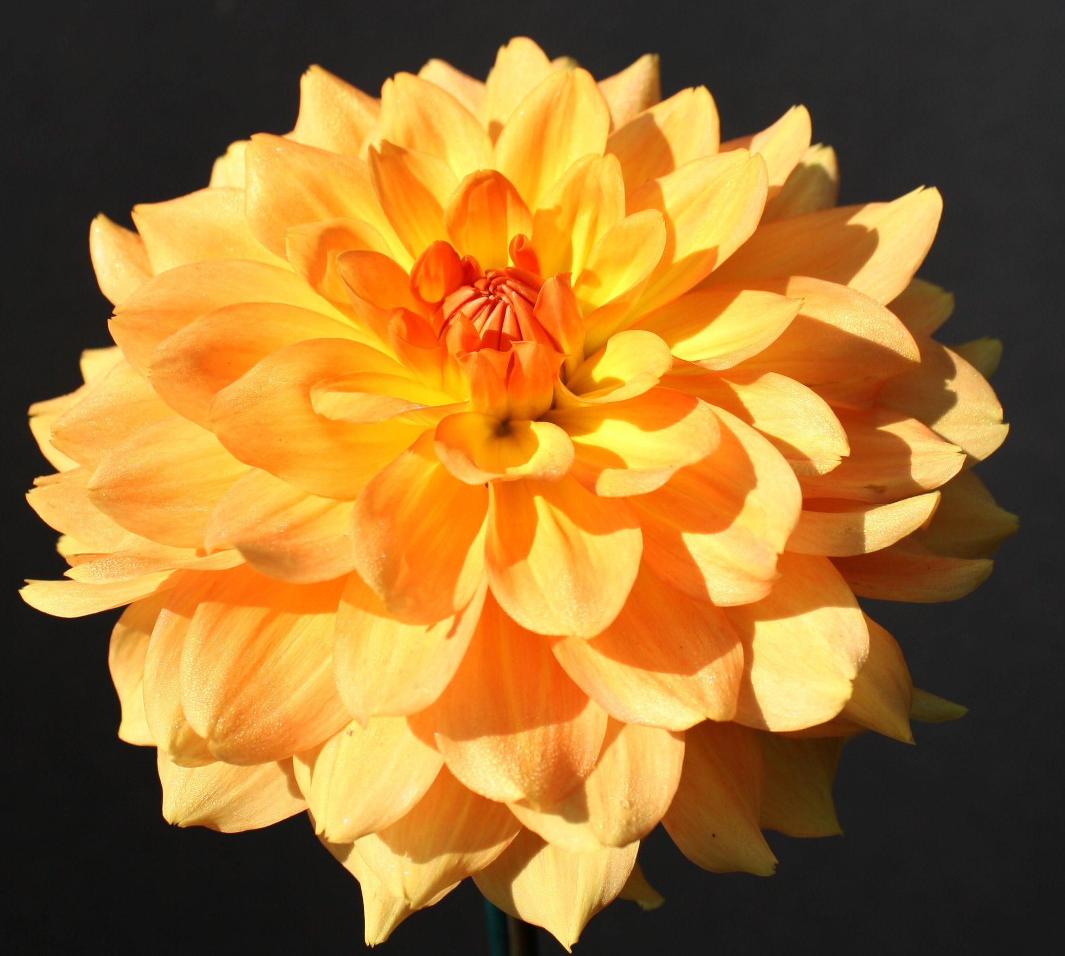 Karma Gold | Delightful Dahlias Closed to prepare for order fulfillment ...