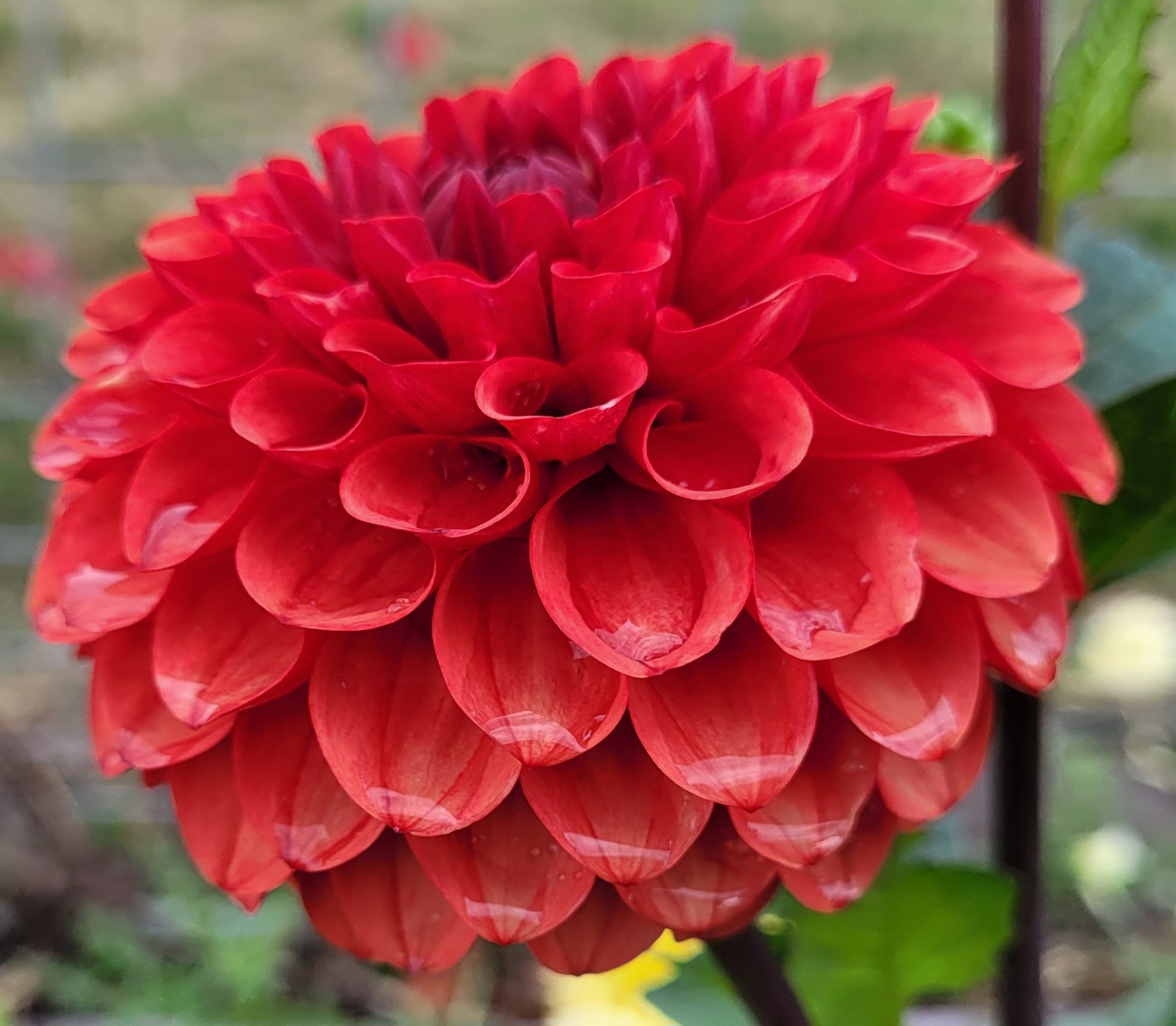 Brown Sugar Delightful Dahlias Opening Dec 4th 6 30pm Pacific Time Brown Sugar Delightful Dahlias Opening Dec 4th 6 30pm Pacific Time