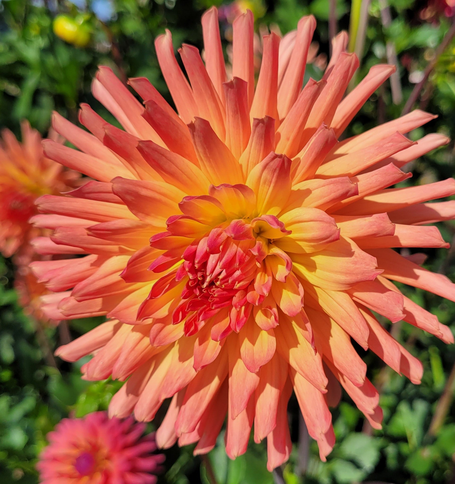 Bloomquist Butch G Delightful Dahlias Opening Dec 4th 6 30pm