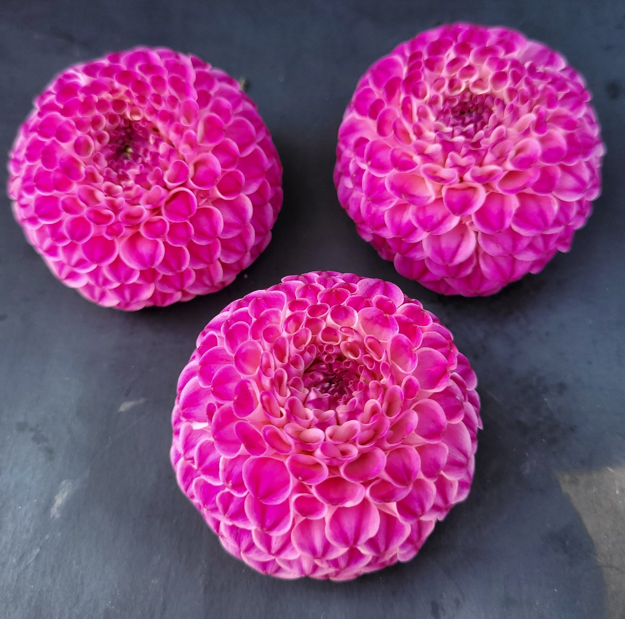 crazy-cleere-s-delightful-dahlias-closed-to-prepare-for-order