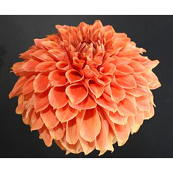 Bloomquist Constant | Delightful Dahlias Opening Dec 4th @ 6:30pm Pacific Time