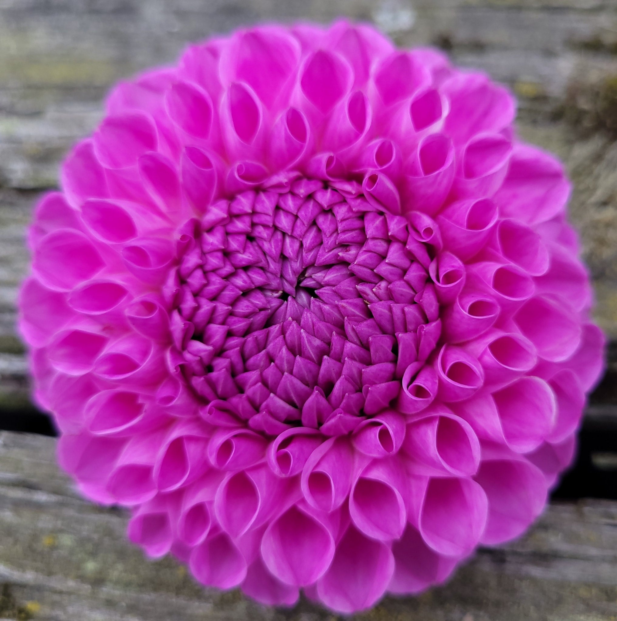 20th Ave Morning Mist Delightful Dahlias Closed To Prepare For Order 20th Ave Morning Mist Delightful Dahlias Closed To Prepare For Order