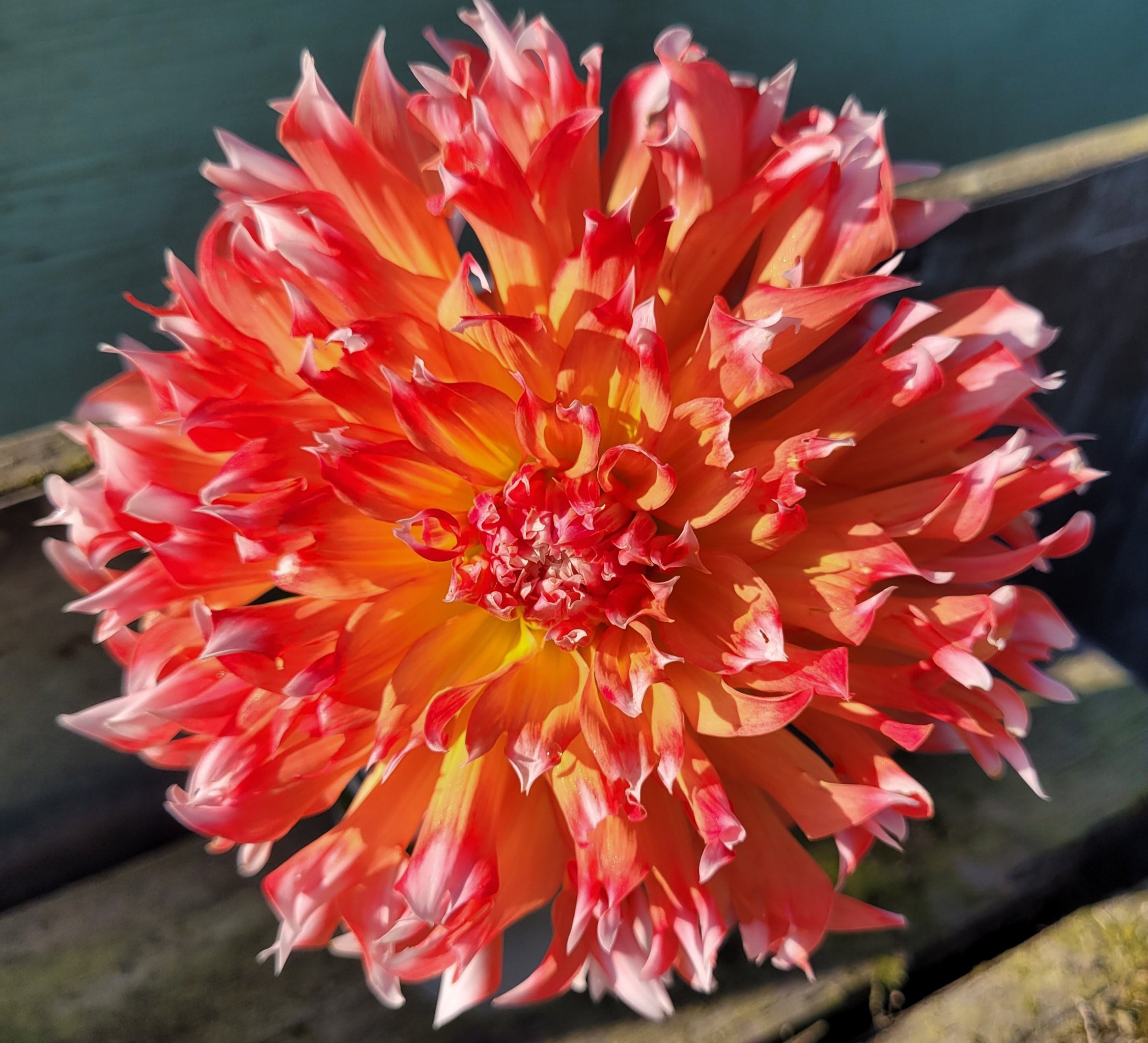 Bloomquist Amazing | Delightful Dahlias Closed to prepare for order ...