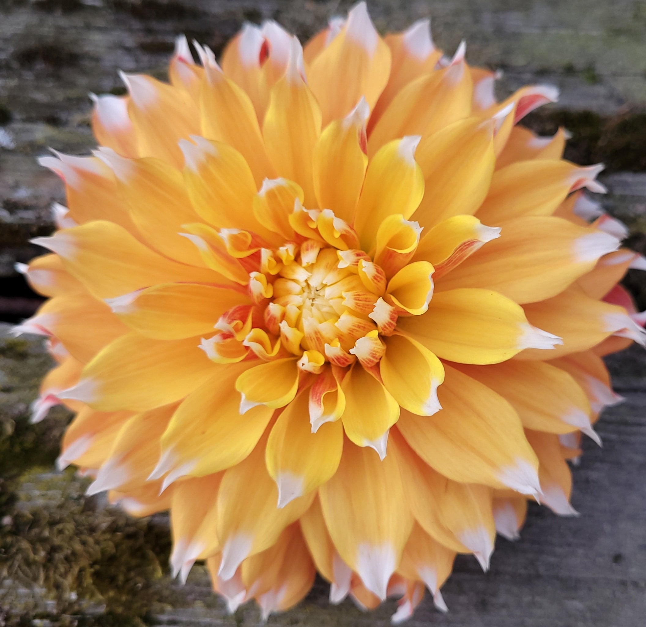 Bloomquist Candy Corn | Delightful Dahlias Closed to prepare for order fulfillment. Shipping to ...