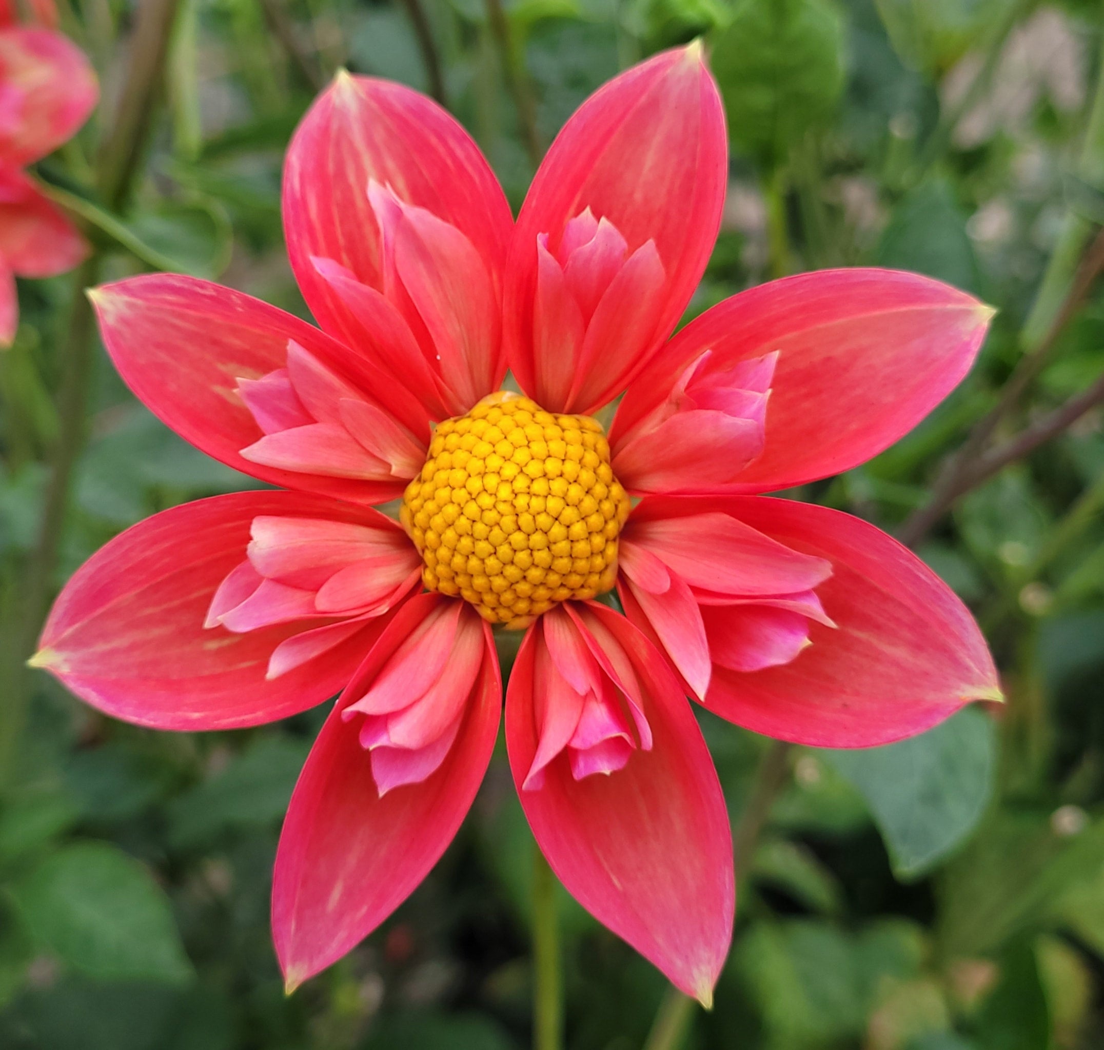 Bloomquist Simple | Delightful Dahlias Closed to prepare for order ...
