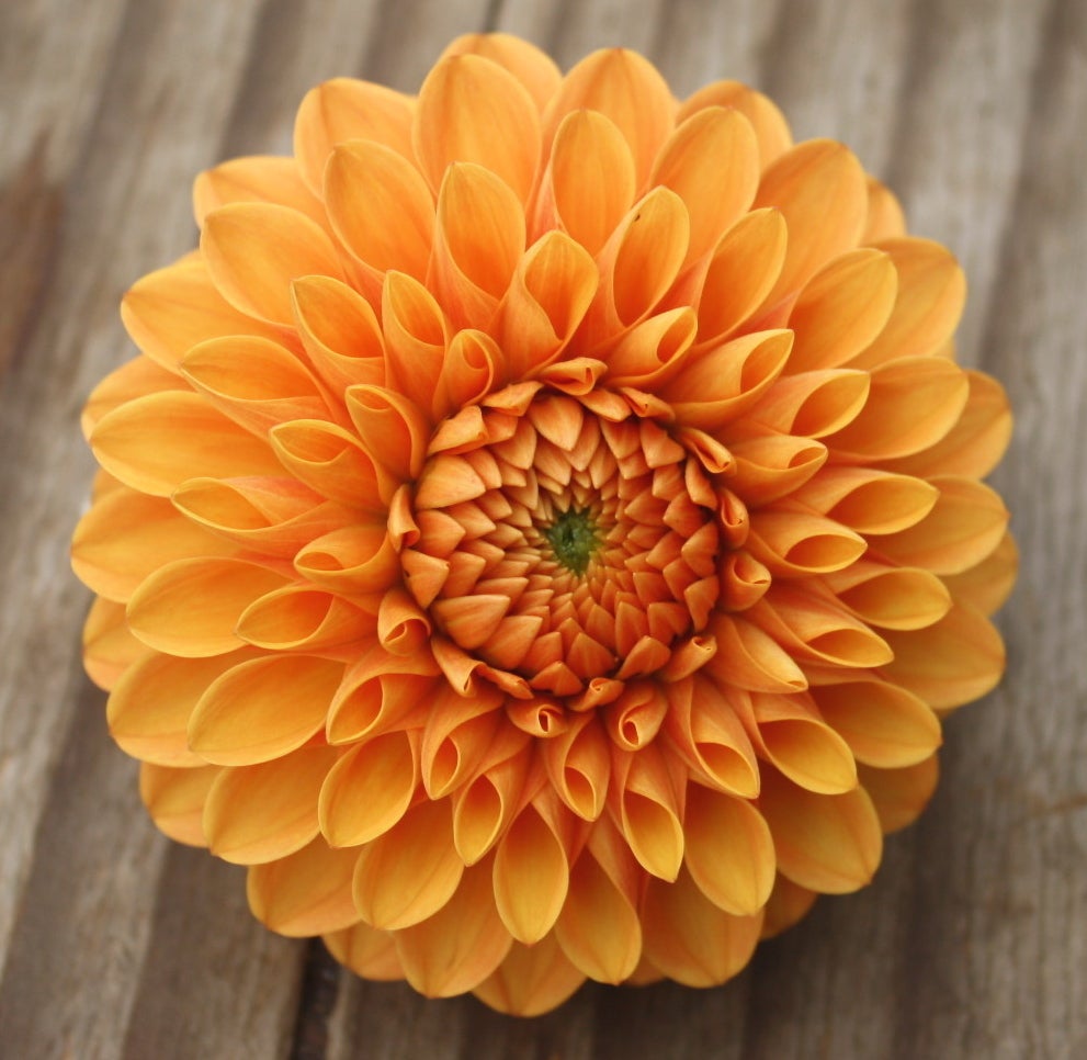 Ruth Ann | Delightful Dahlias Opening Dec 4th @ 6:30pm Pacific Time