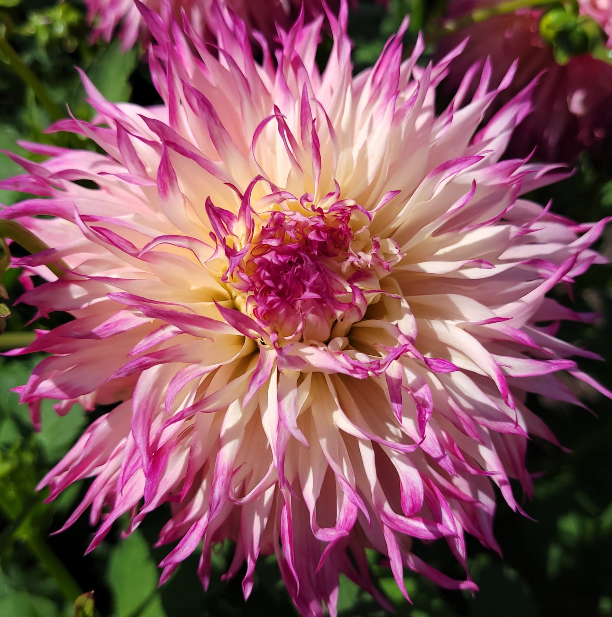 Nadia Ruth | Delightful Dahlias Opening Dec 4th @ 6:30pm Pacific Time