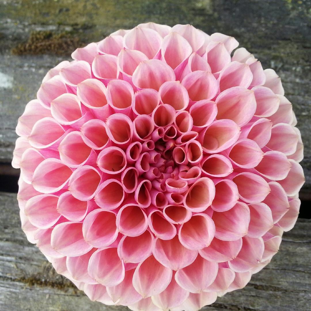 bracken-rose-delightful-dahlias-thank-you-for-your-business-we-are